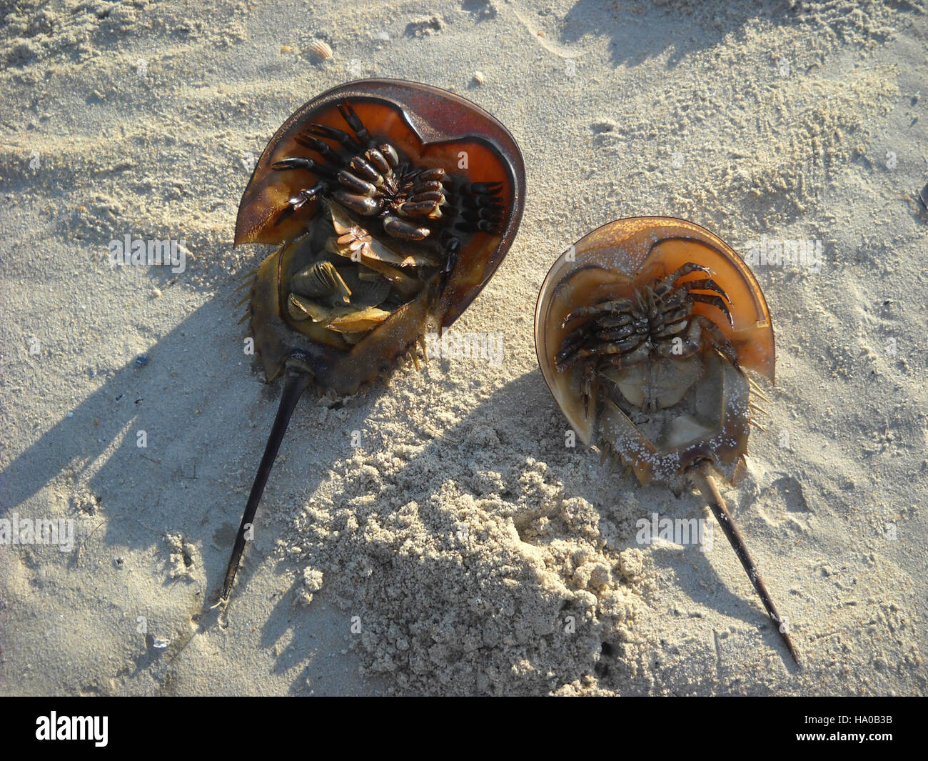 Two horseshoe crabs are spotted on the sandy shores of Cape Hatteras ...