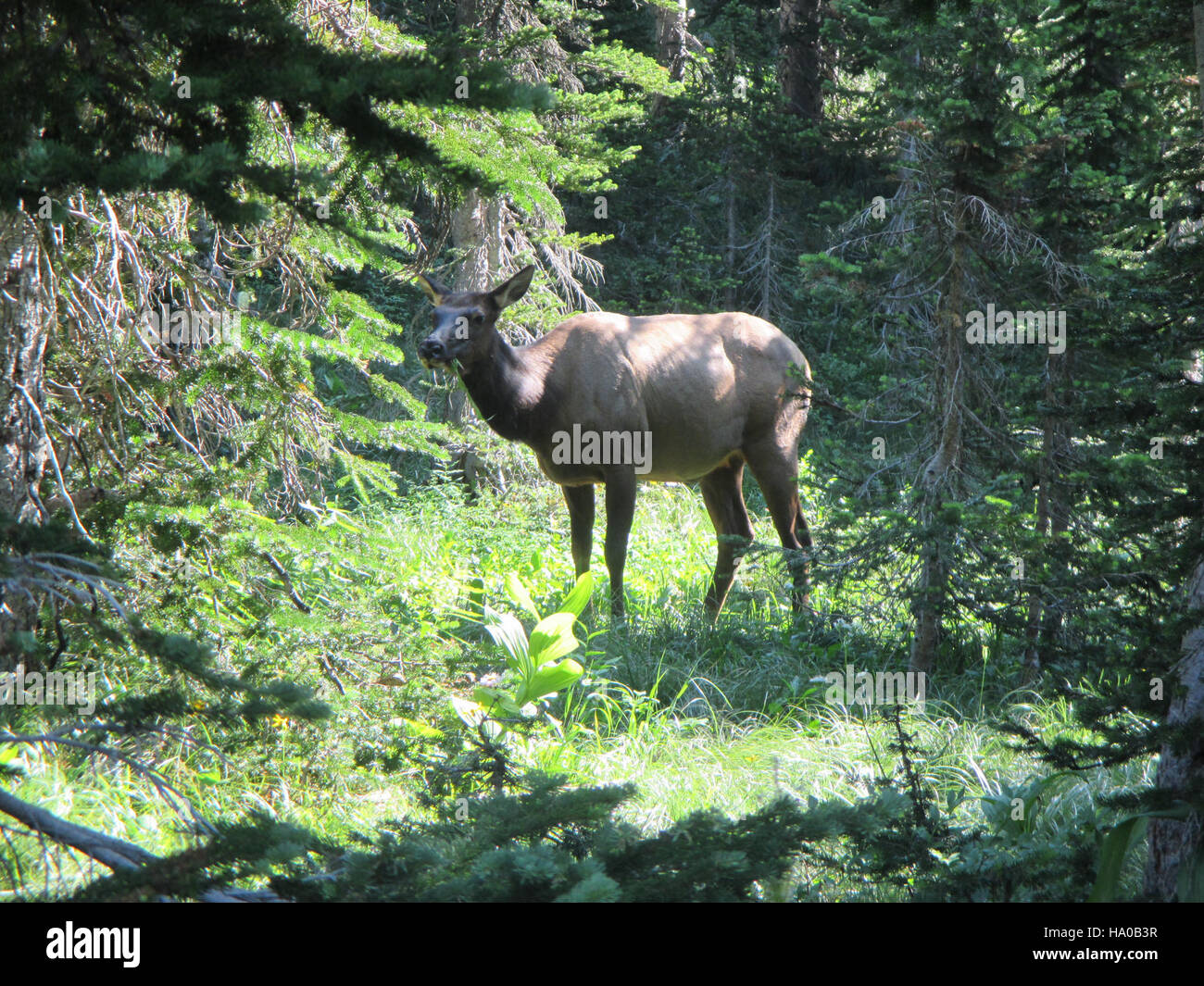 This photo features a cow elk in a natural habitat within Glacier ...