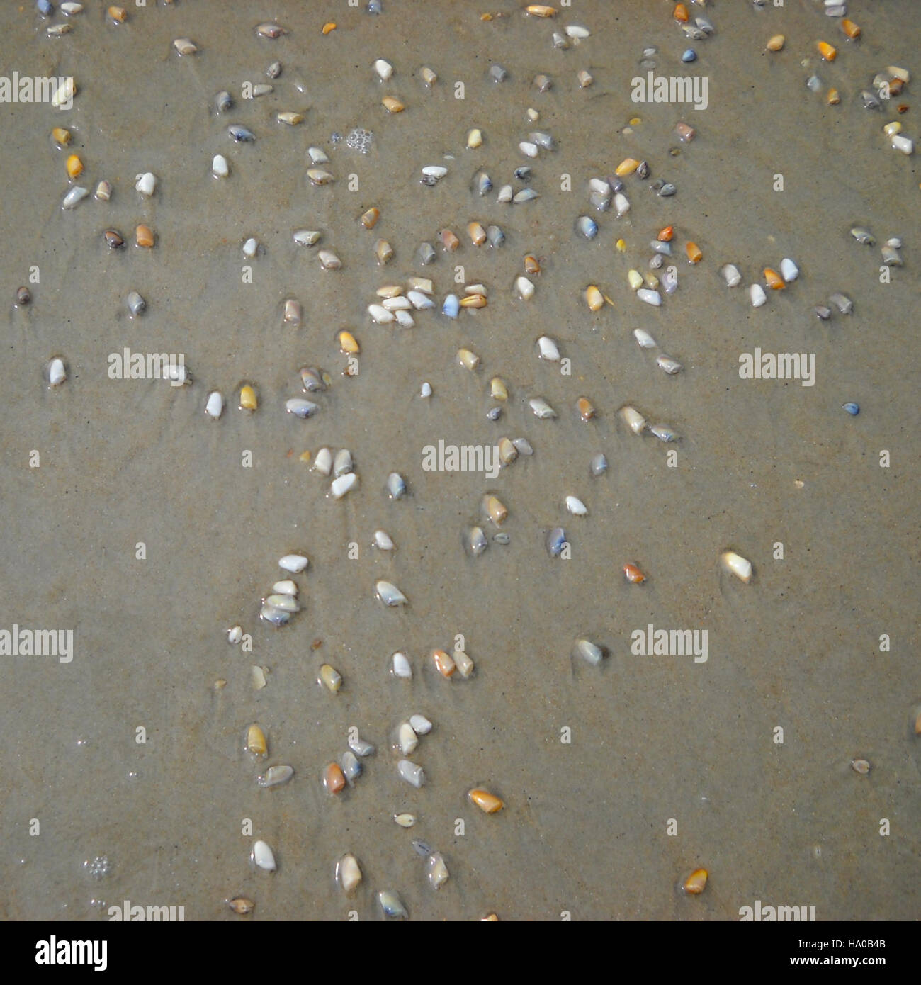 Coquina clam hi-res stock photography and images - Alamy