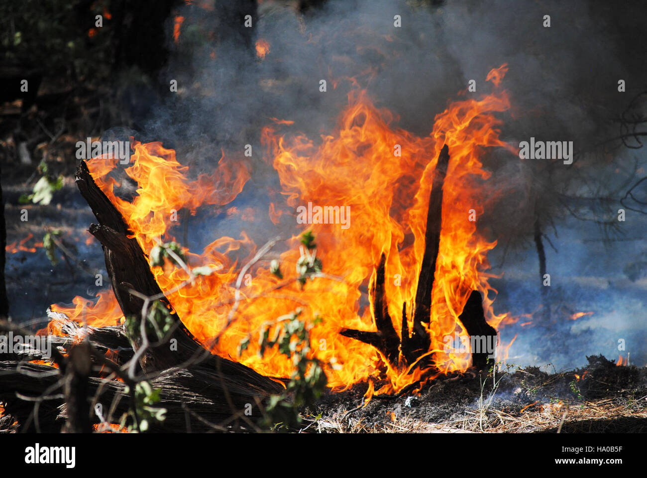 Firefighters combat the Sitgreaves Complex wildfire in Arizona, a key ...