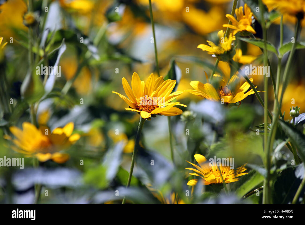 The Oxeye False Sunflower is a perennial plant commonly found in U.S ...