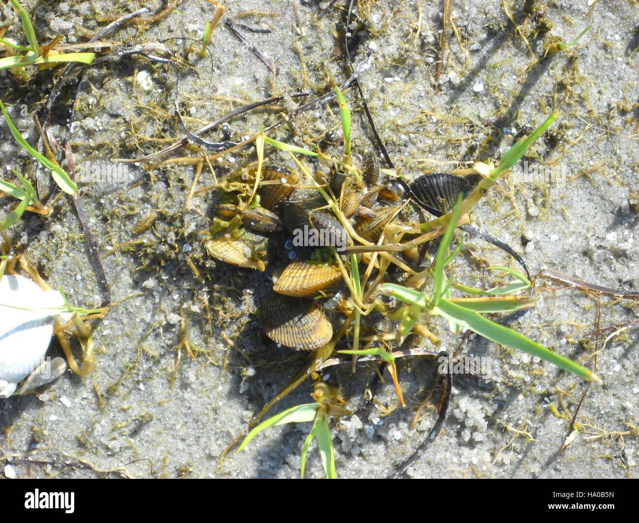 The 'Island Builders' at Cape Hatteras National Seashore showcase the ...