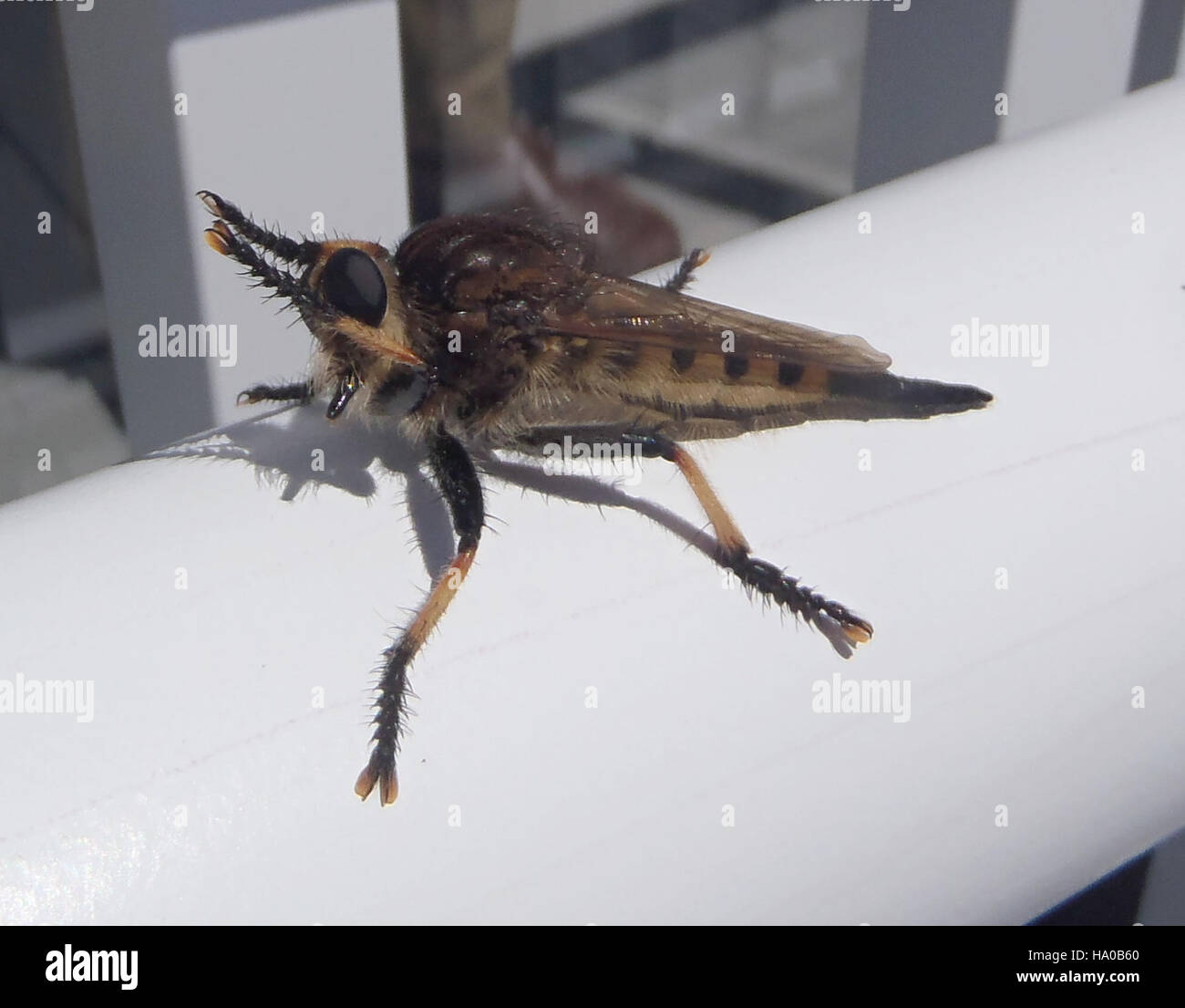 A robber fly, an important predator in the ecosystem, captured in ...