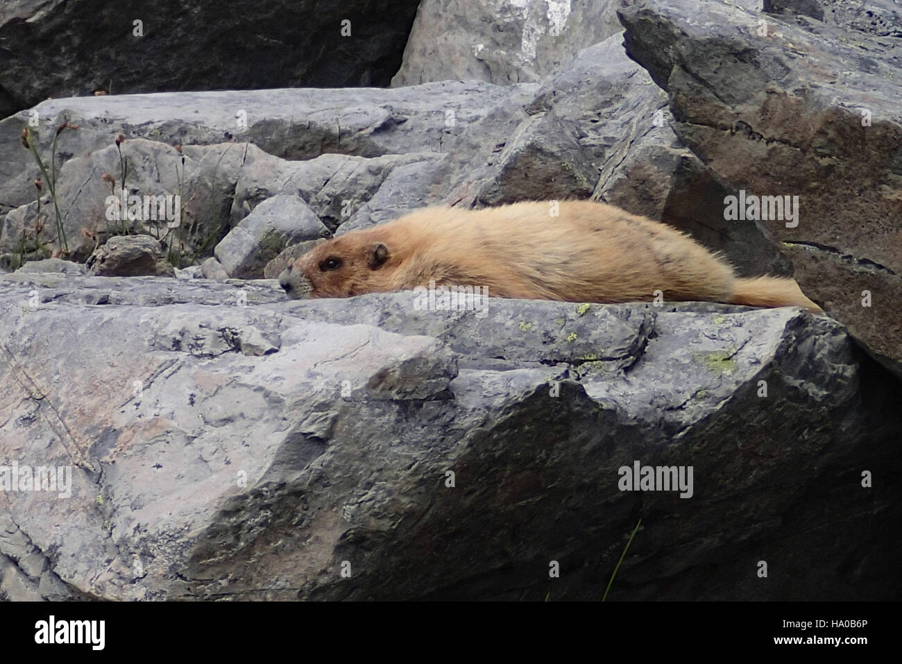 A marmot rests on rocks in the Olympic National Park. Known for their ...