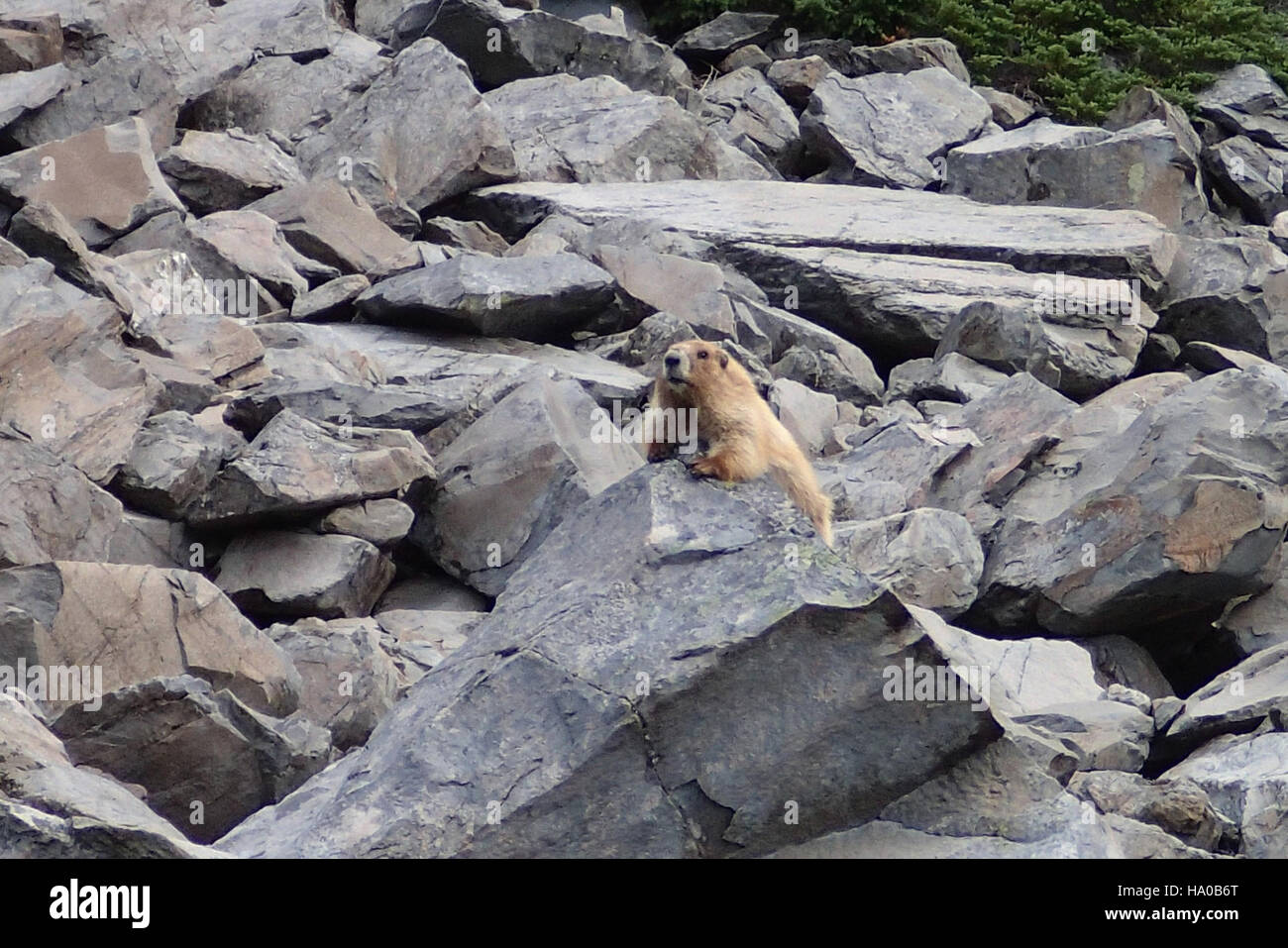 olympicnps 16680029504 marmot laying rocks alpine wildlife NPS photo ...