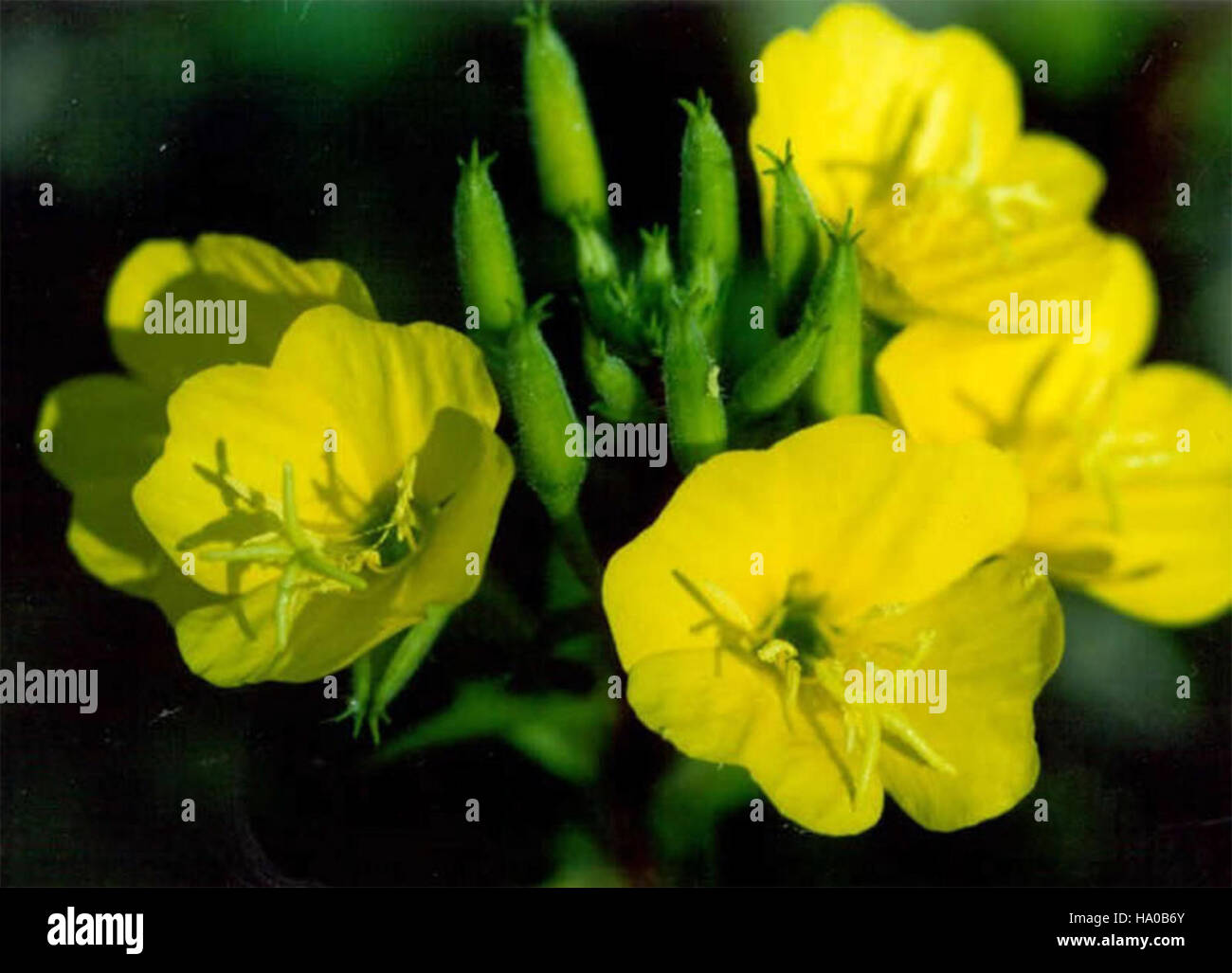 The Primrose, an evening flower, is known for its distinct yellow ...