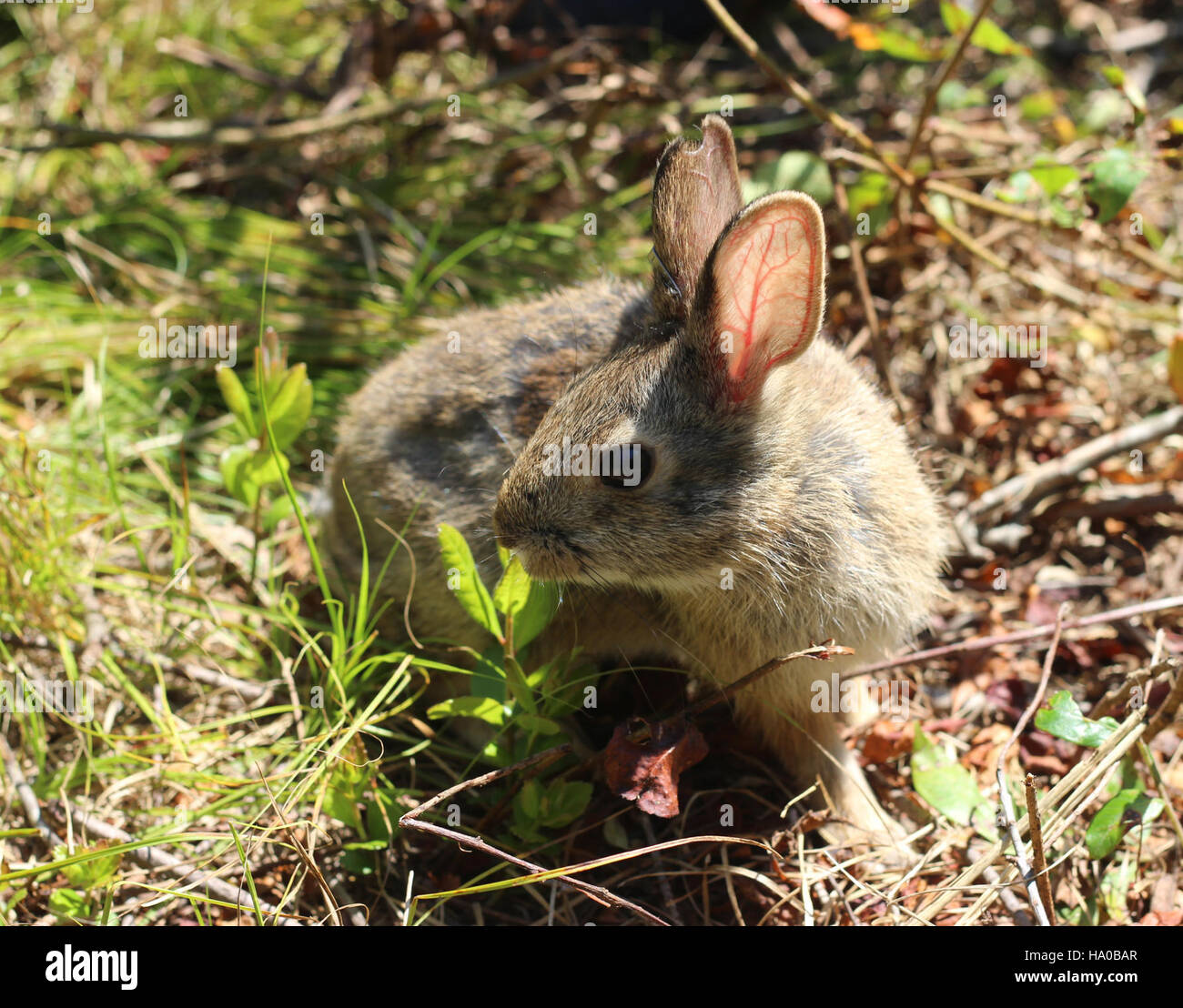 The New England cottontail, a species of rabbit native to the ...