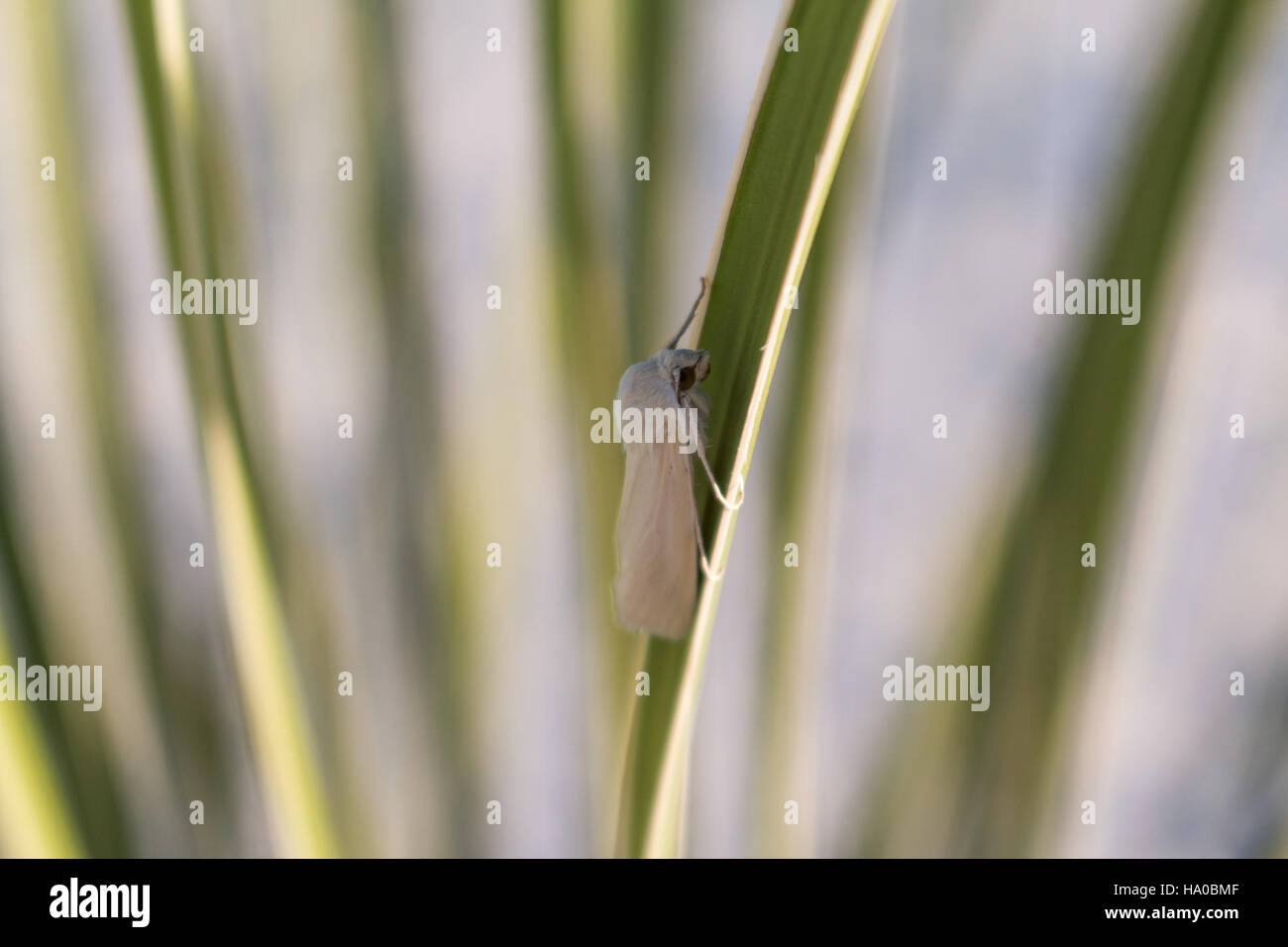 The Yucca Moth plays a crucial role in the pollination of the yucca ...