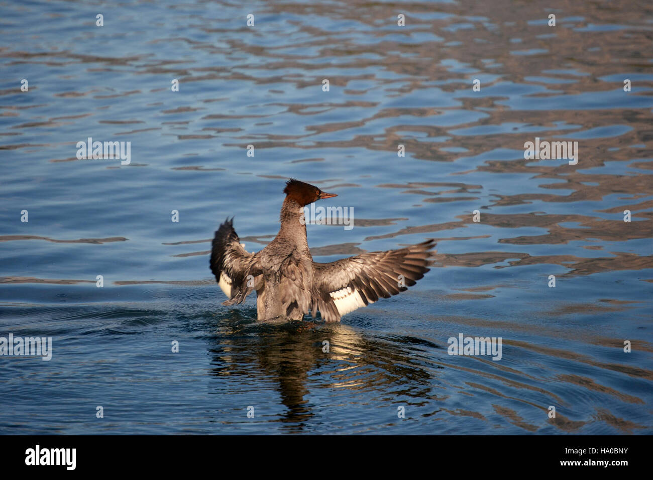Fish eating species of duck hi-res stock photography and images - Alamy