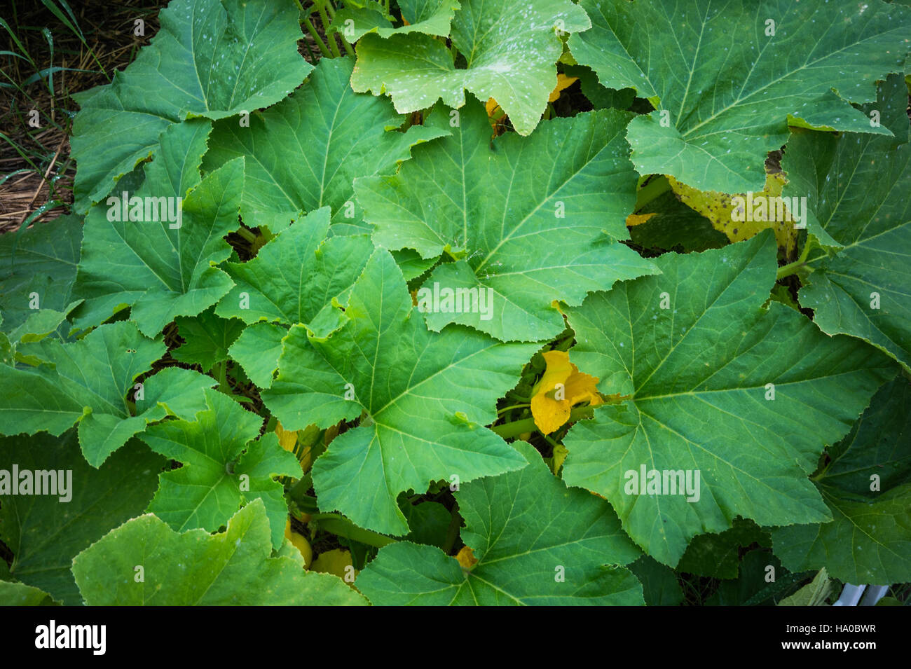 The Food Distribution on Indian Reservations (FDPIR) Program, managed ...