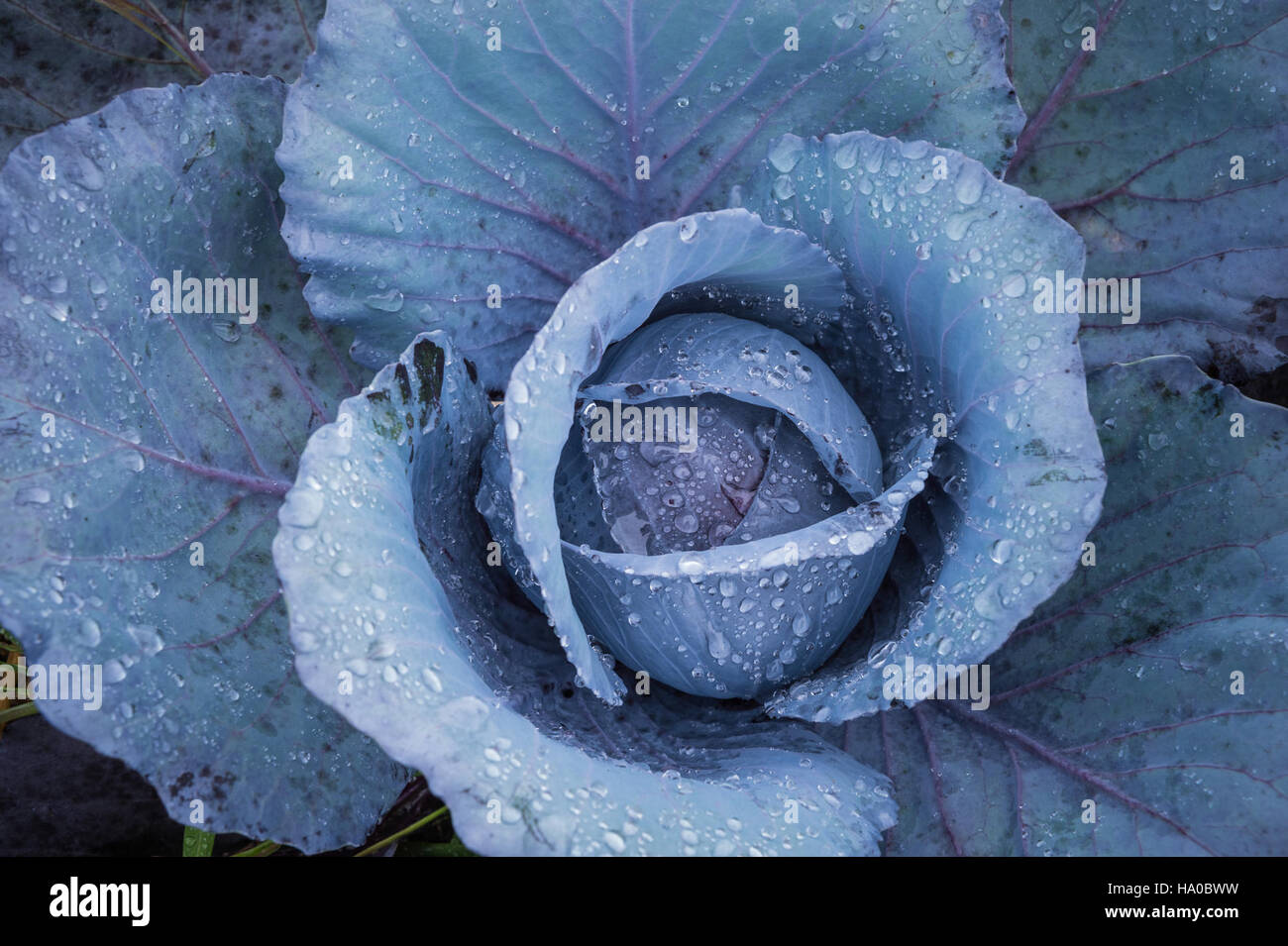 The Food Distribution on Indian Reservations Program (FDPIR) provides ...