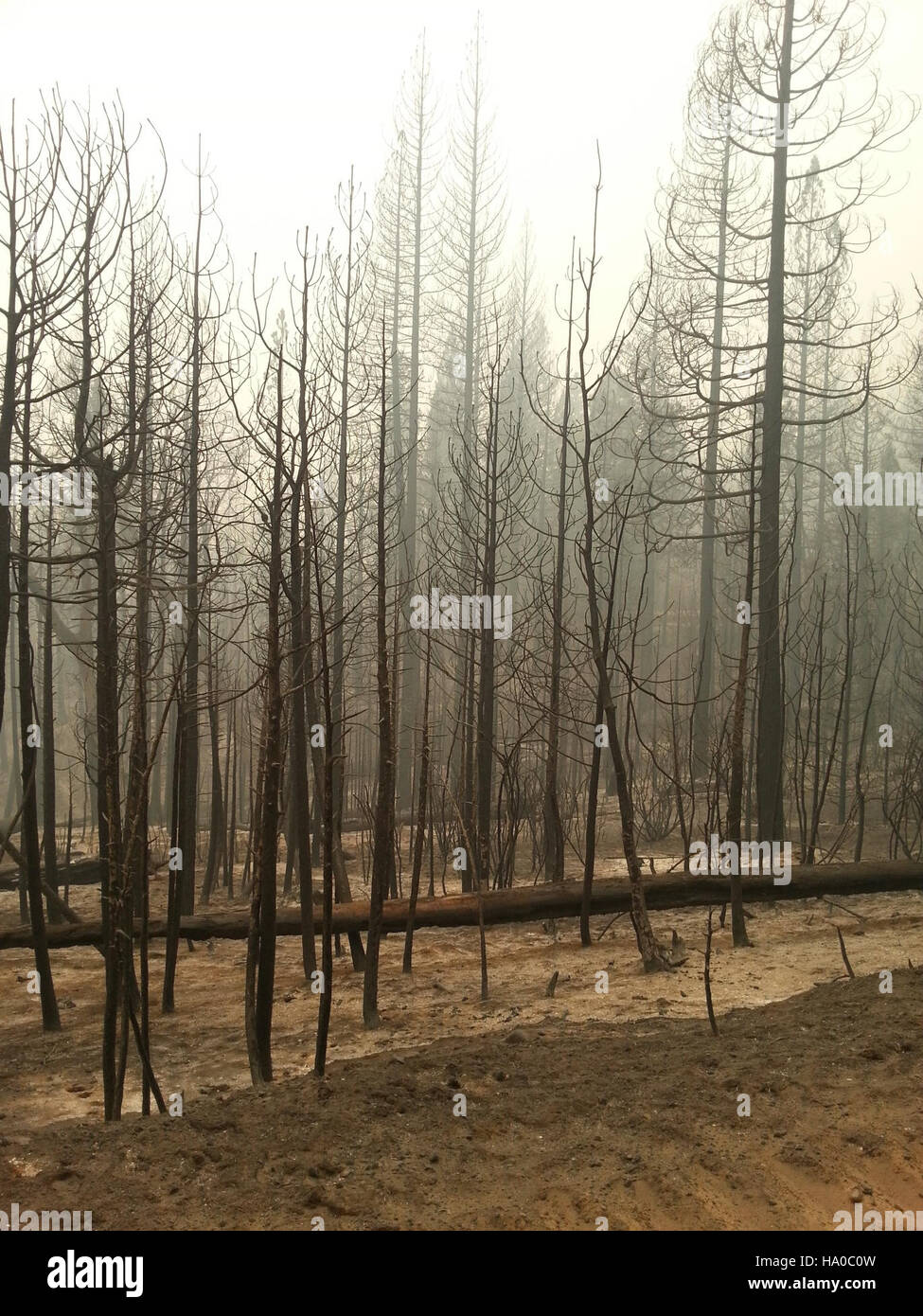 A wildfire has burned through the White Meadows area, as managed by the ...