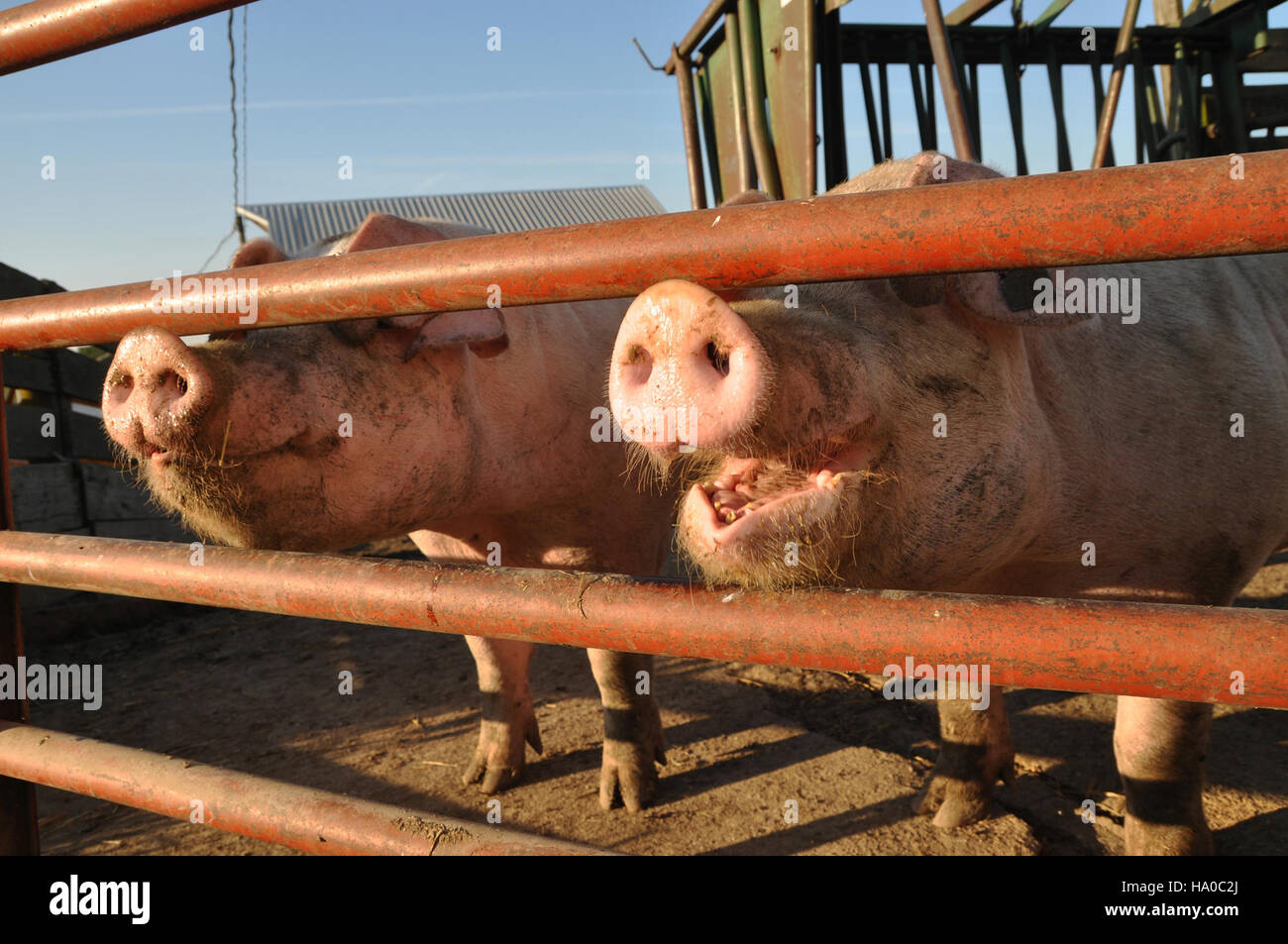 This image shows wild hogs, an invasive species in many ecosystems ...