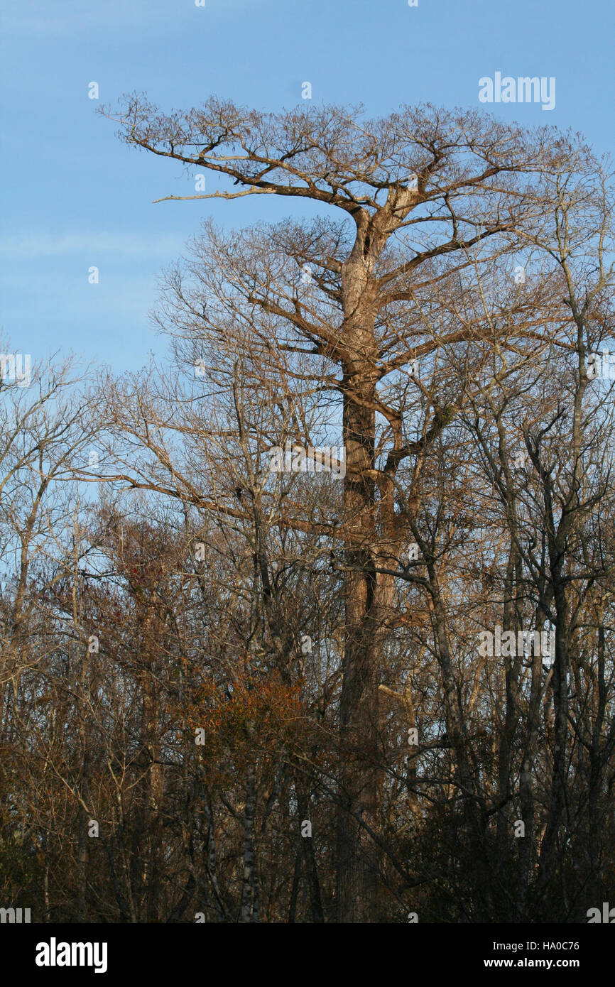 A Bald Cypress tree stands in Congaree National Park, known for its ...