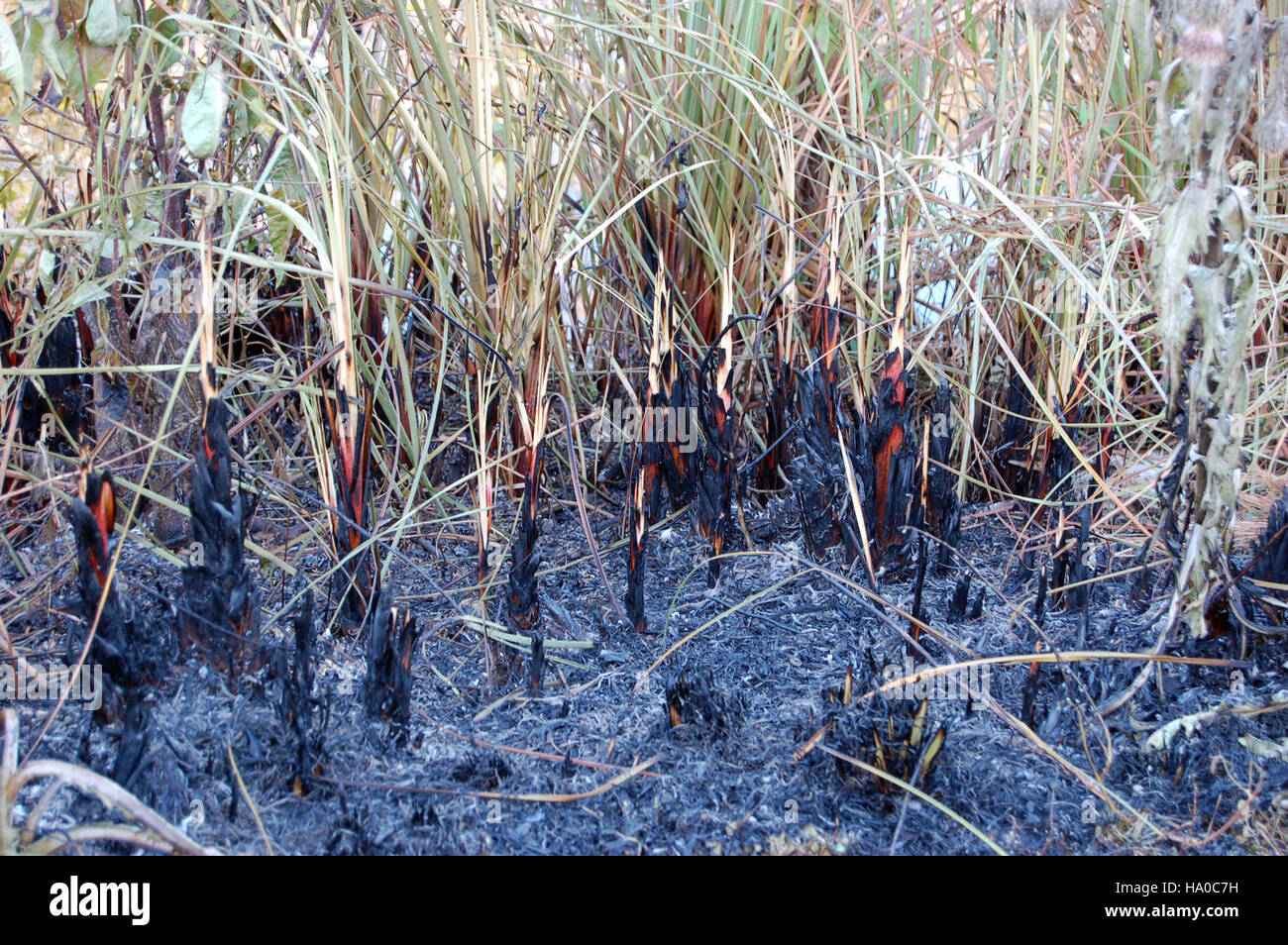 Wildfire fire florida everglades national hi-res stock photography and ...