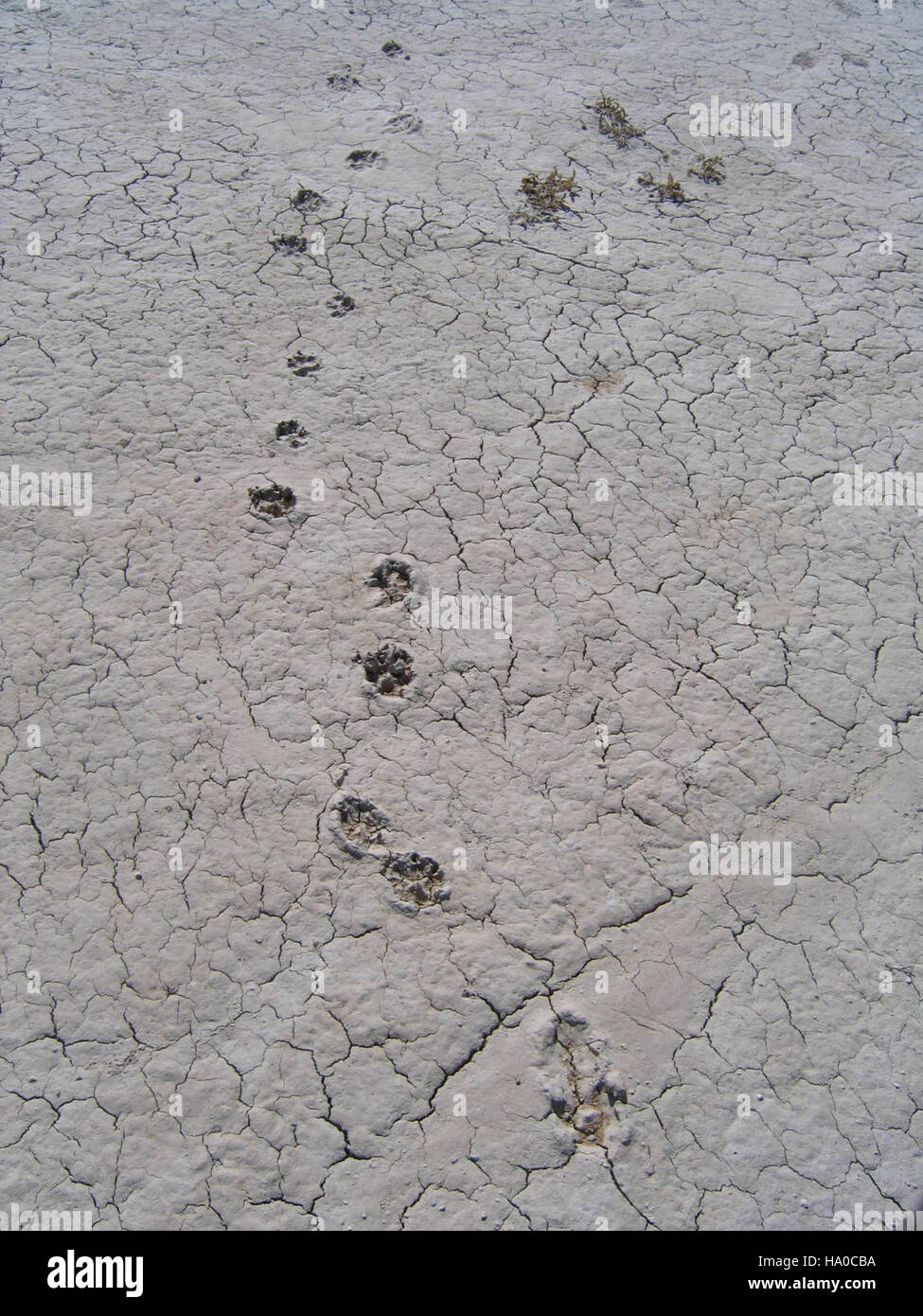 Coyote tracks are visible in the Badlands, showcasing the diverse ...