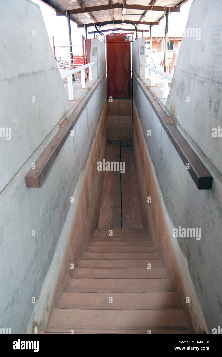 APHIS ensures livestock safety through its cattle inspection program ...