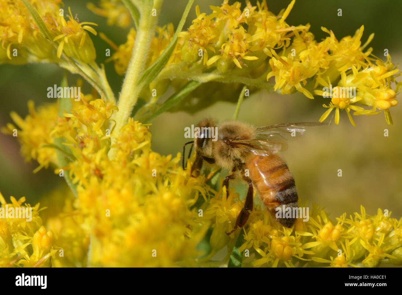 A honey bee is seen pollinating a flower, highlighting the vital role ...