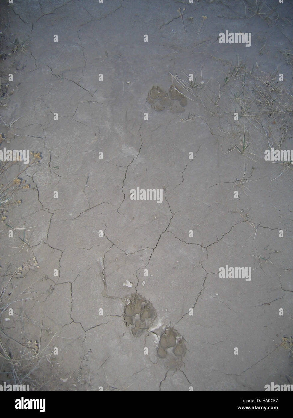 Coyote tracks in the sand of Badlands National Park capture the essence ...