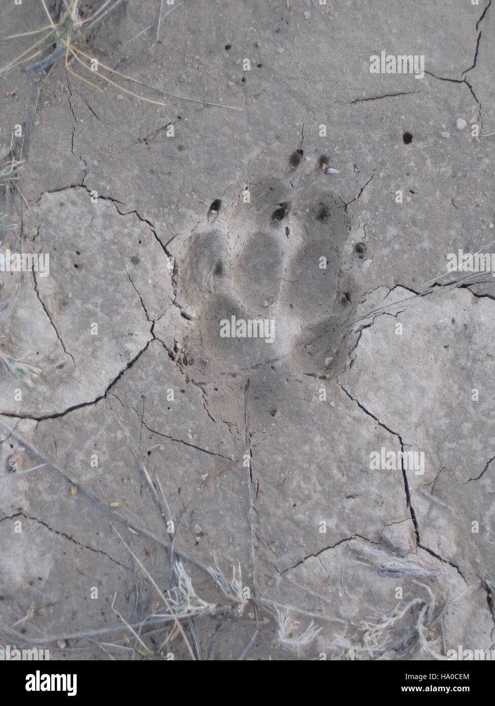 badlandsnationalpark 5897617296 Coyote Tracks Stock Photo - Alamy