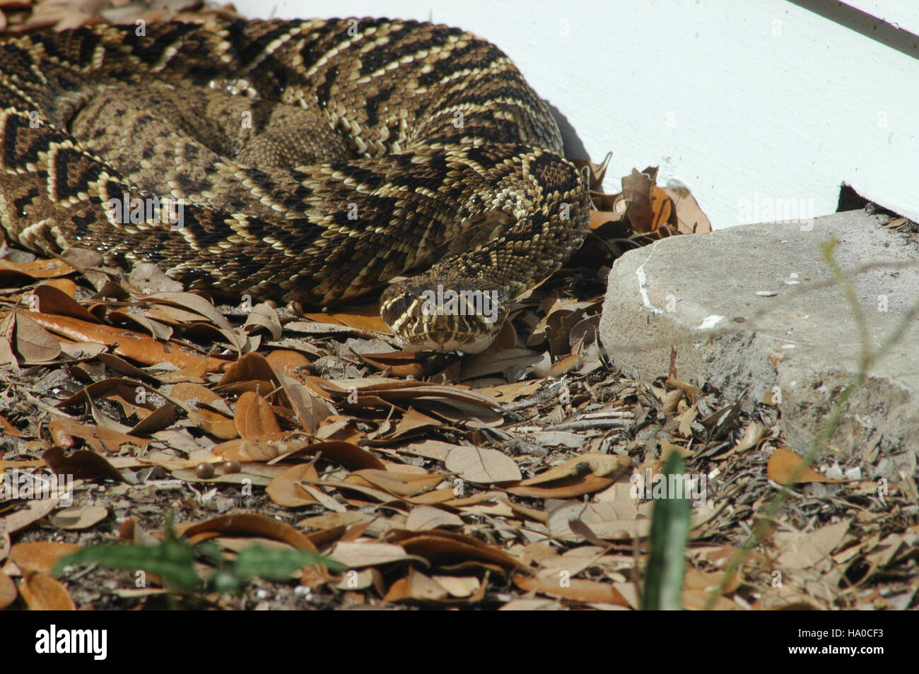 The Eastern Diamondback Rattlesnake, featured in this image, is a ...