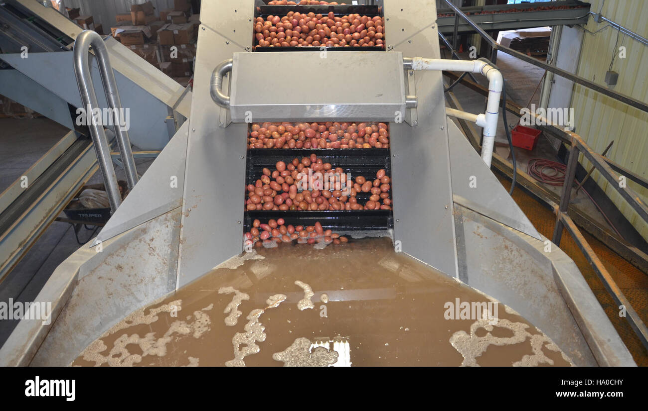 A potato cleaning station is part of agricultural processing, where ...