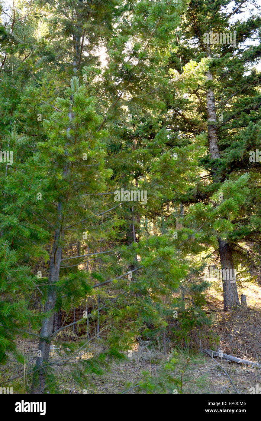 Before timber thinning, Tim Fisher's woodlands in the United States ...