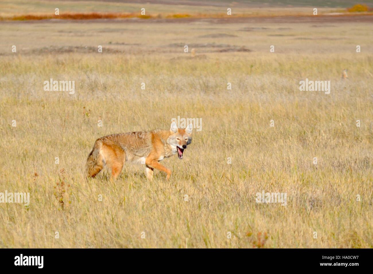 A coyote roams the Badlands National Park, an area rich in unique ...