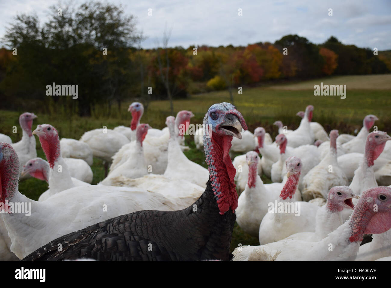Turkeys at the Ekonk Turkey Farm, showcasing sustainable farming ...