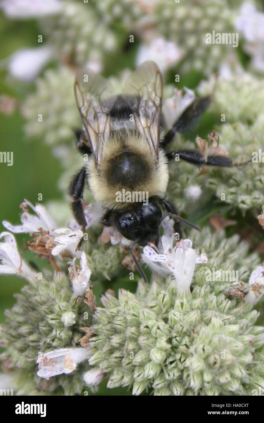 A close-up photograph of a bumblebee on mint flowers in a natural ...