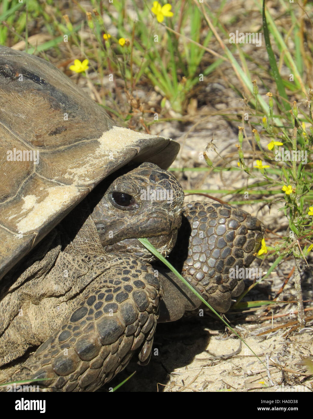 The gopher tortoise is an important species in the southeastern U.S ...