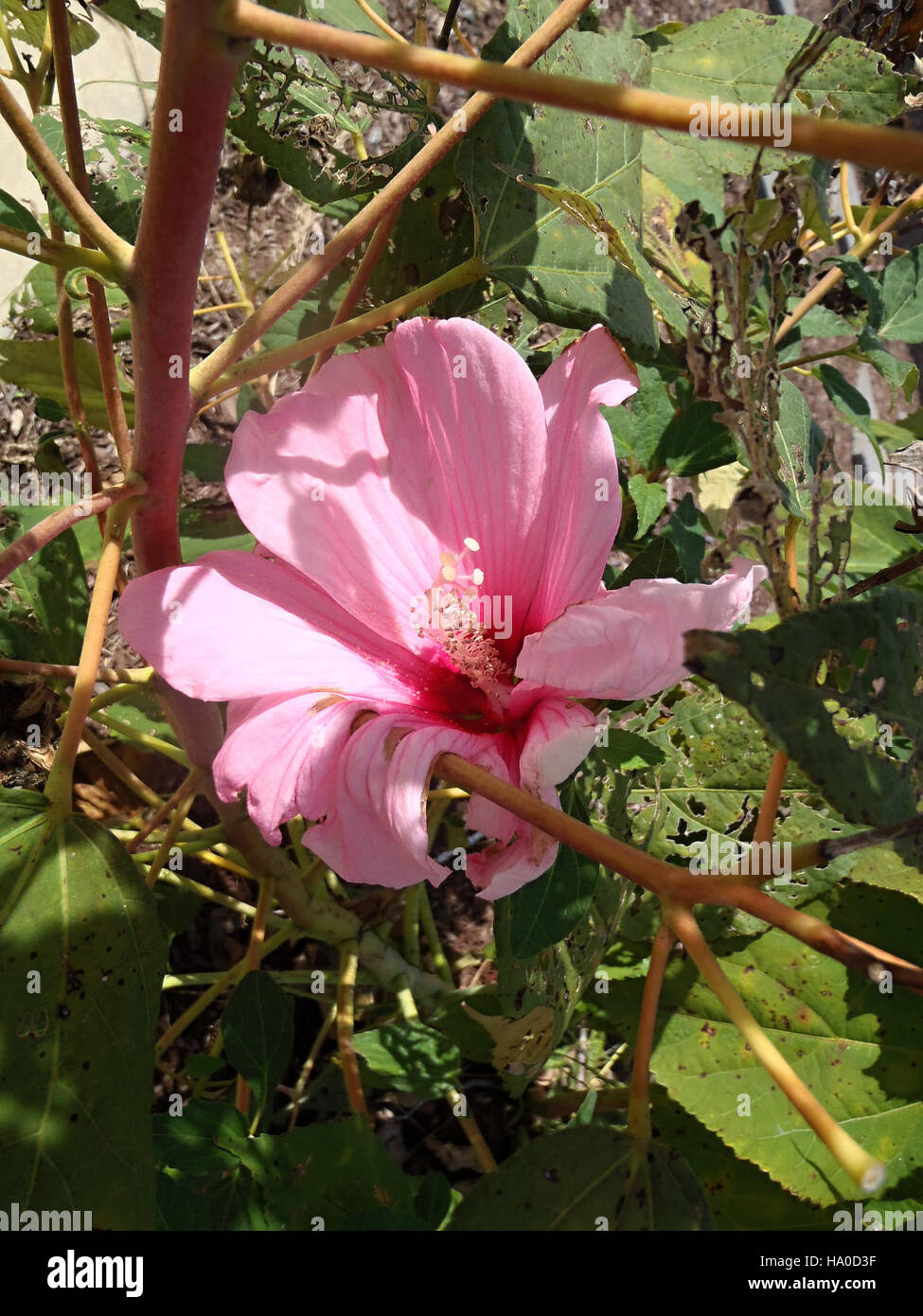 Swamp rose mallow hibiscus hi-res stock photography and images - Alamy