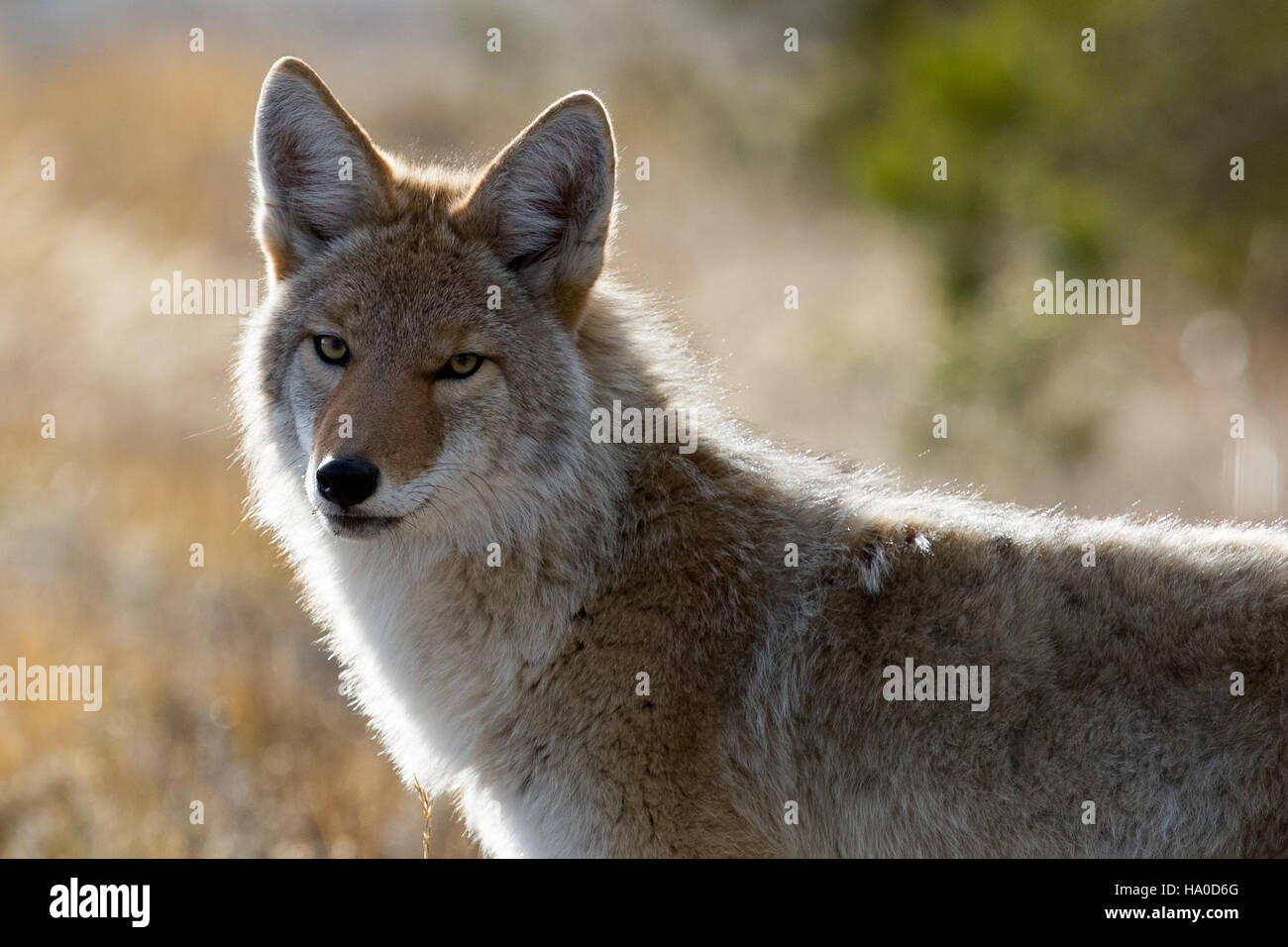 This image captures a coyote in Yellowstone National Park, part of an ...