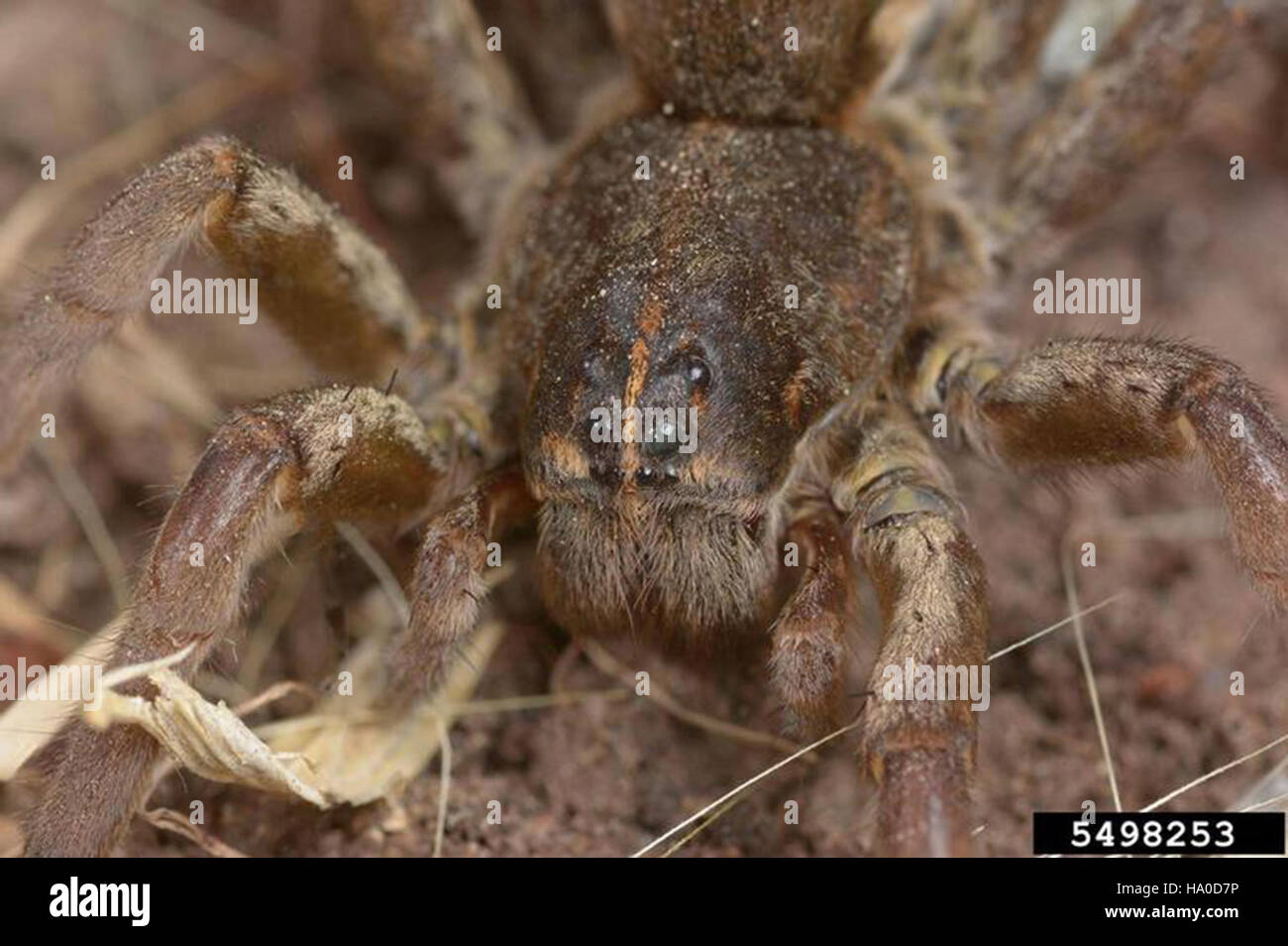 This image features a Wolf spider, an important species in ecosystems ...