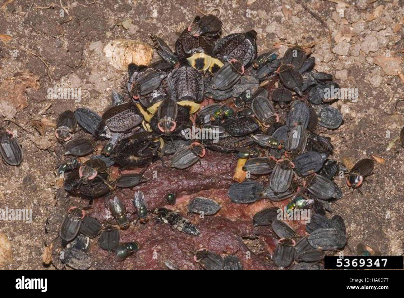 Carrion beetles hi-res stock photography and images - Alamy