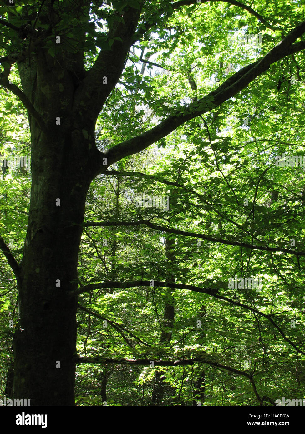 The American Beech tree in Congaree National Park is a notable species within the park's forest ...