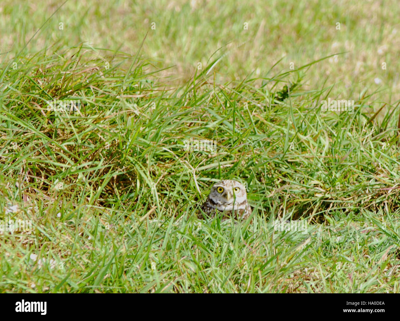 Burrowing owls, a small but resilient species, thrive in the Everglades ...