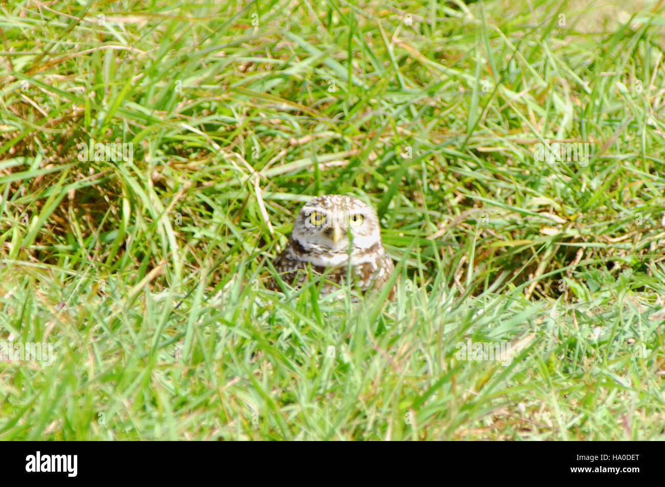A photograph of burrowing owls in the Everglades National Park ...