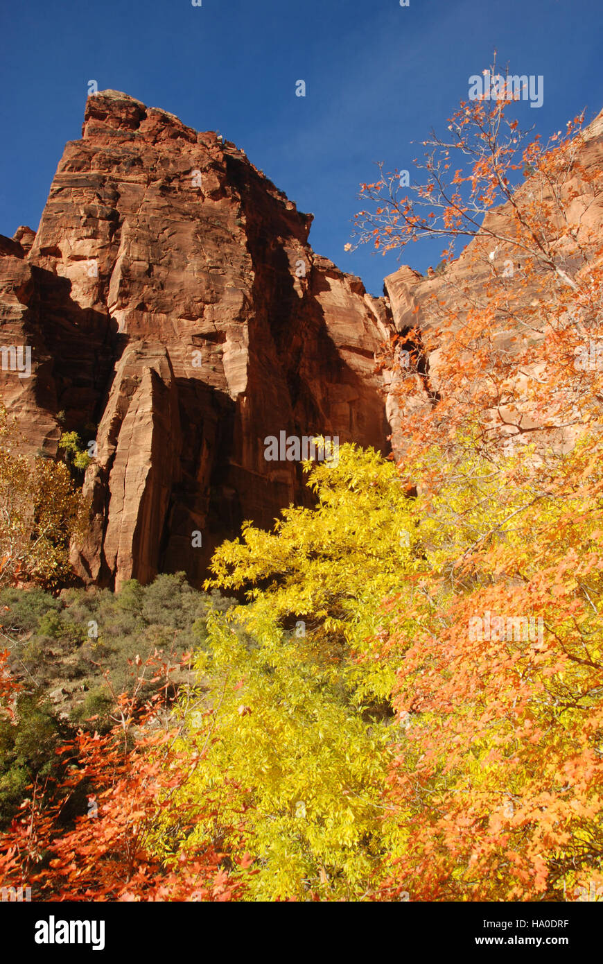 Zion National Park showcases vibrant fall colors along its canyon ...