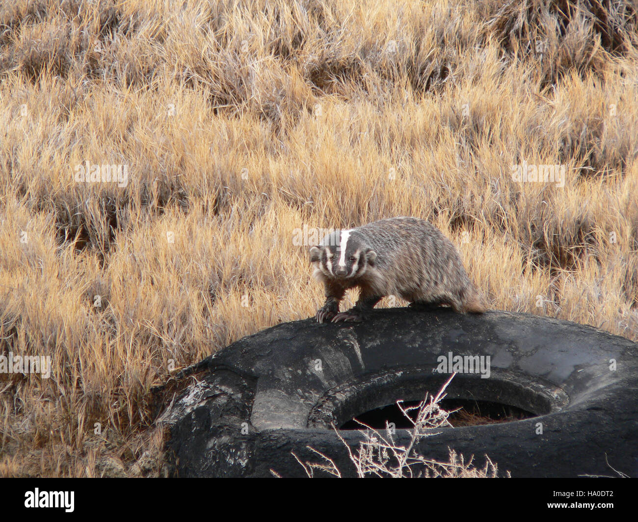 American badger night hi-res stock photography and images - Alamy