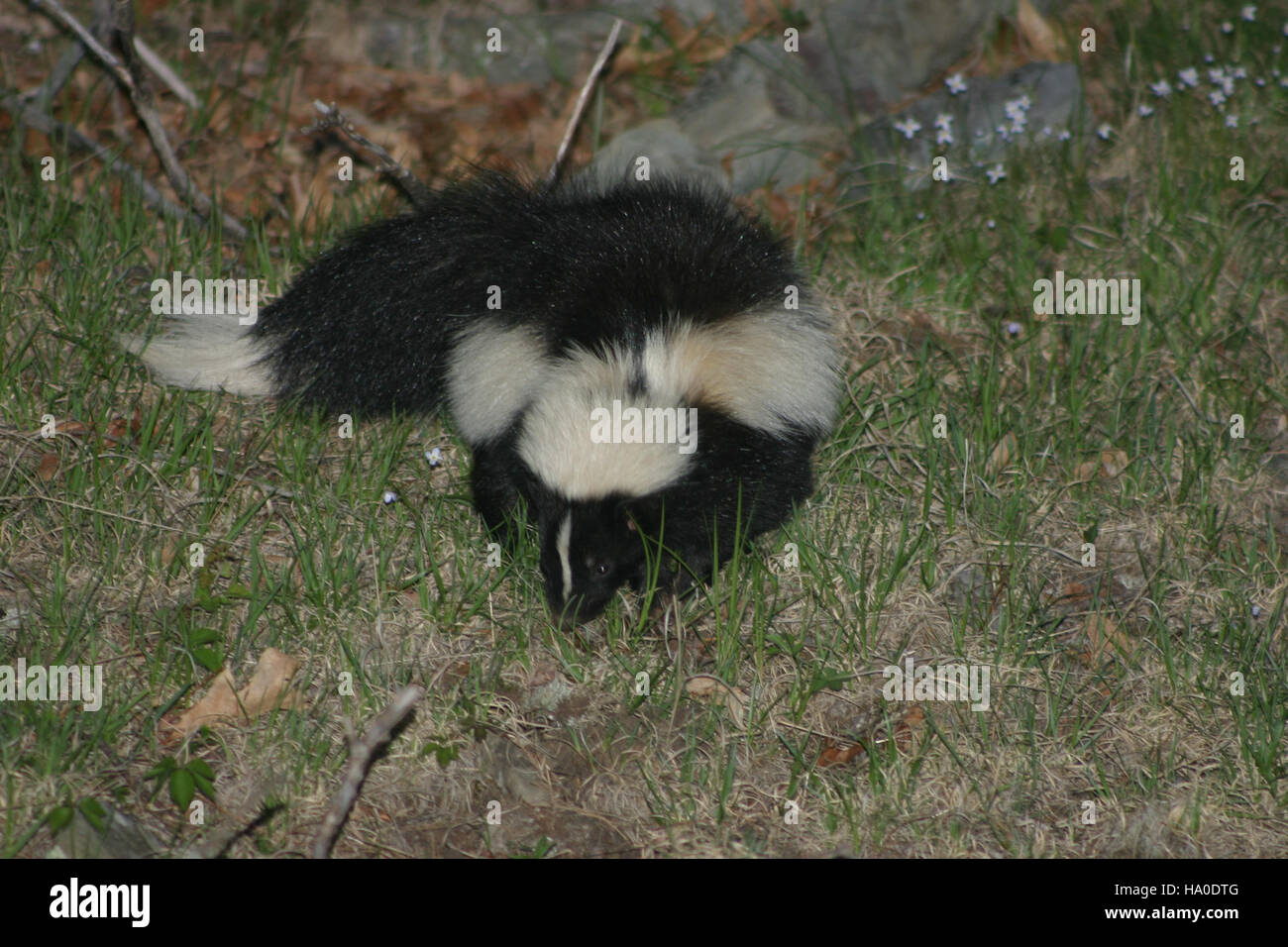 This image features a striped skunk, a small mammal known for its ...