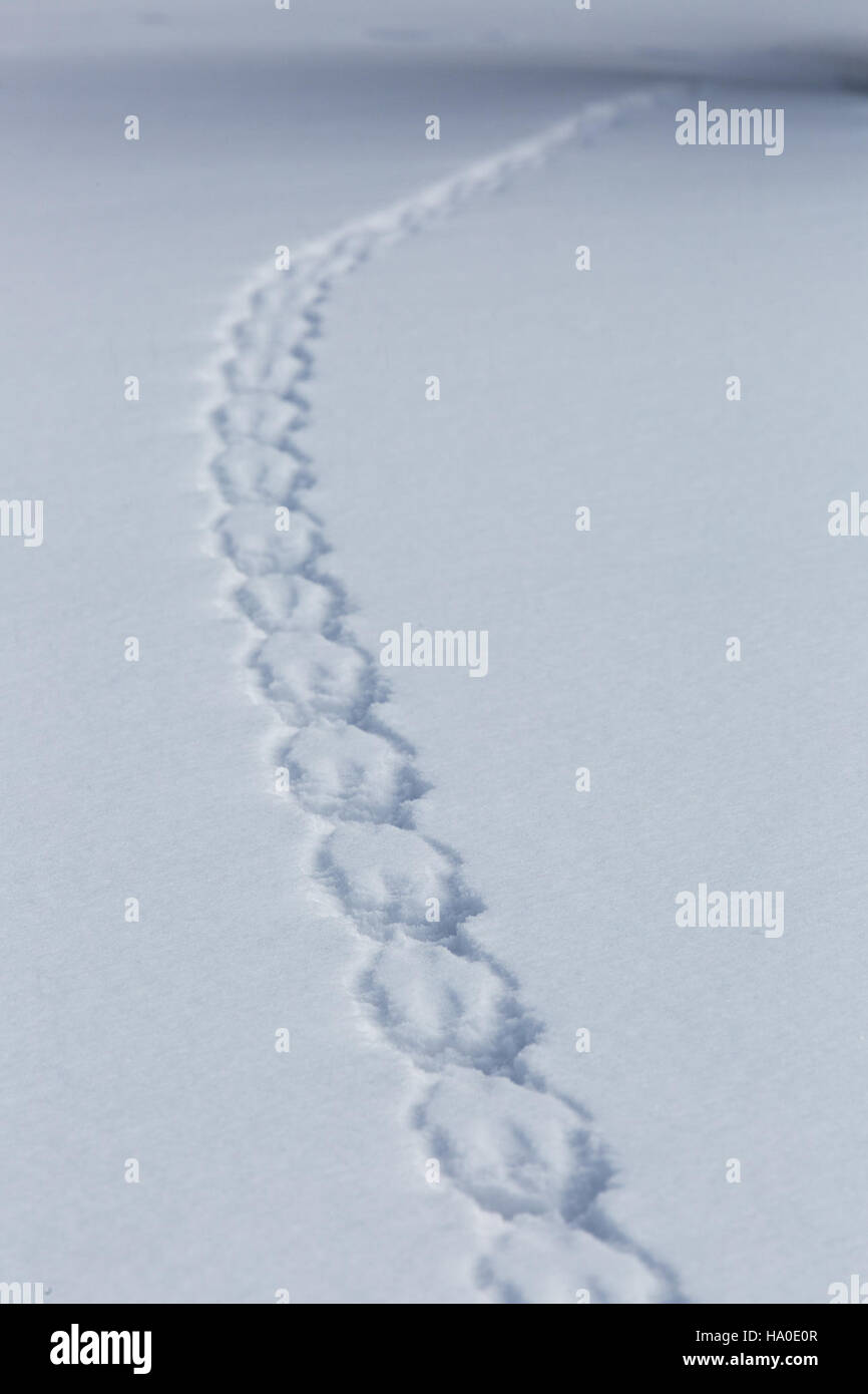 yellowstonenps 15314171953 Red squirrel tracks Stock Photo - Alamy