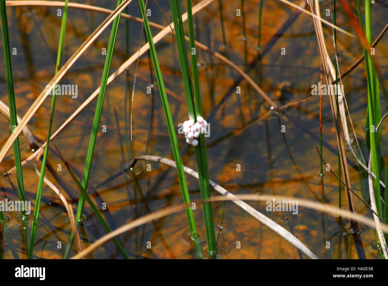 This image shows apple snail eggs in the Everglades National Park ...