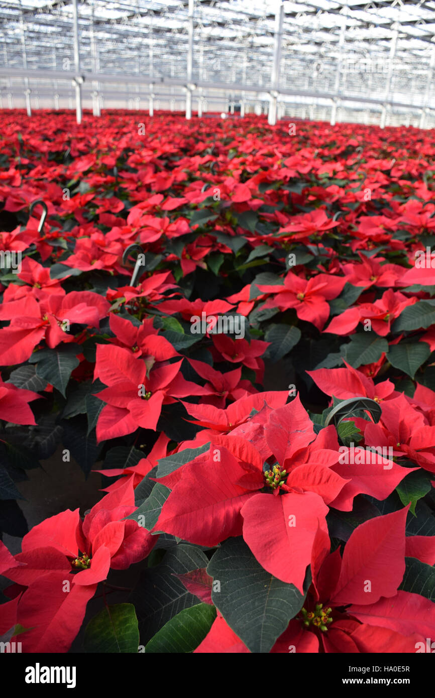 Poinsettias are being cultivated in Grower Direct Farms, a producer of ...