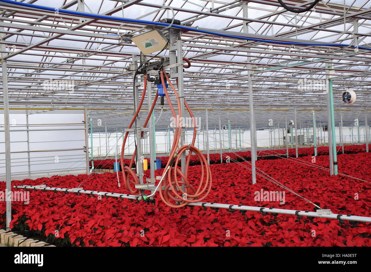 Micro irrigation hi-res stock photography and images - Alamy