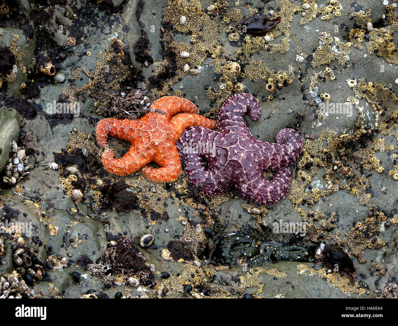 The ochre starfish, or seastar, thrives in the tidepools of Olympic ...
