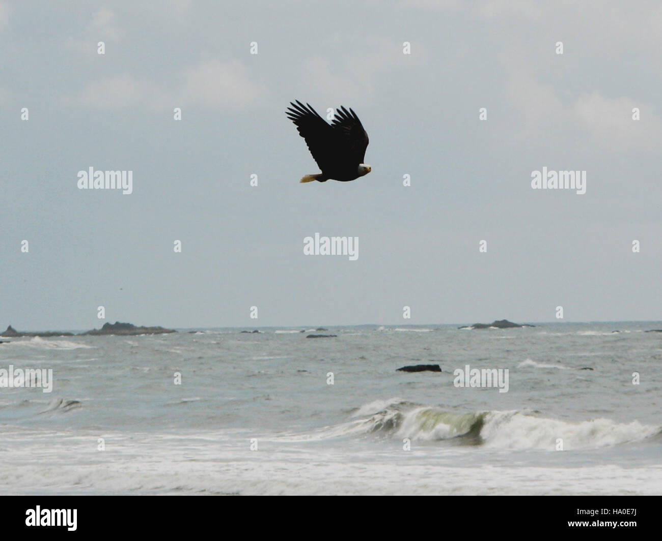 A bald eagle, a prominent raptor species, soars over the ocean along ...