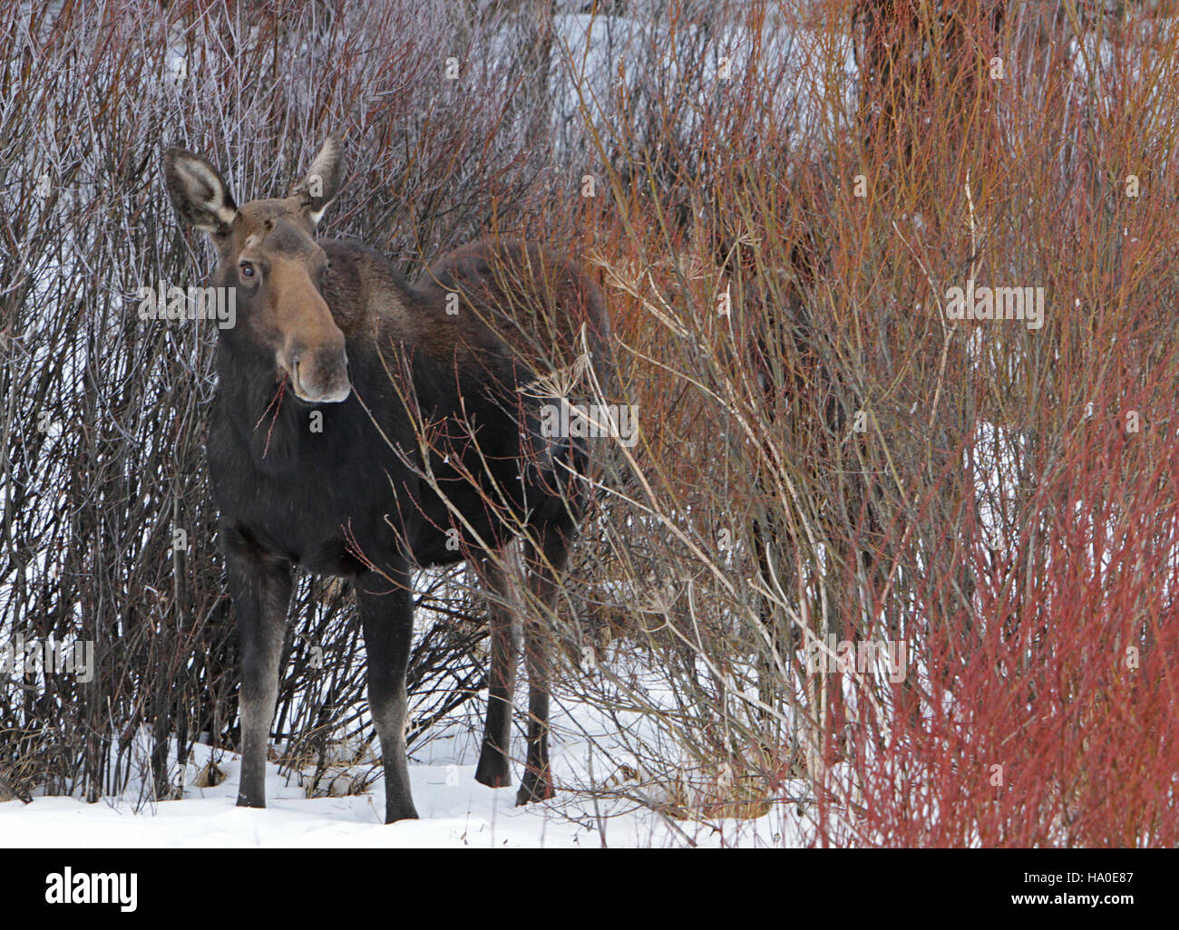 A cow moose spotted in Yellowstone National Park, illustrating the park ...