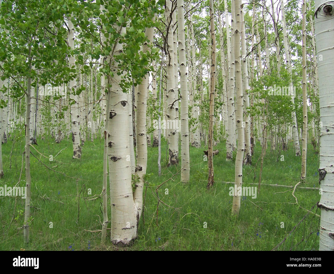 Rustling leaves trees in park hi-res stock photography and images - Alamy