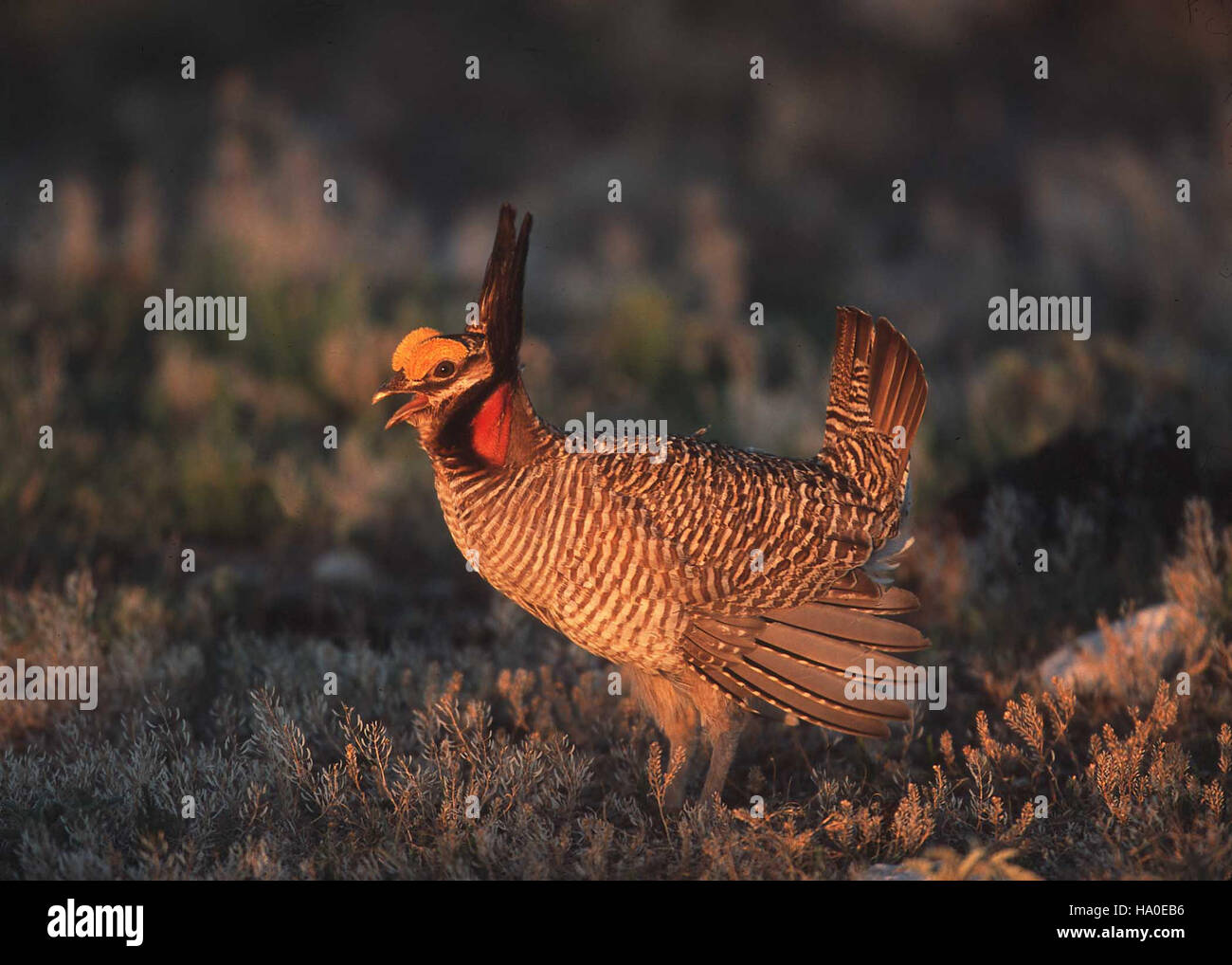 Lesser Prairie Chicken High Resolution Stock Photography and Images - Alamy